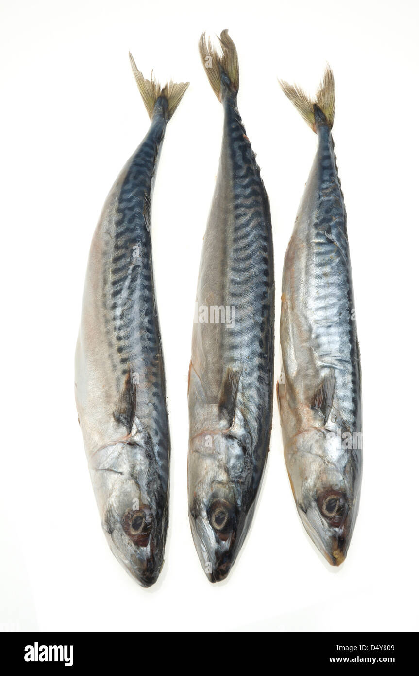 Three Mackerel on white Stock Photo - Alamy