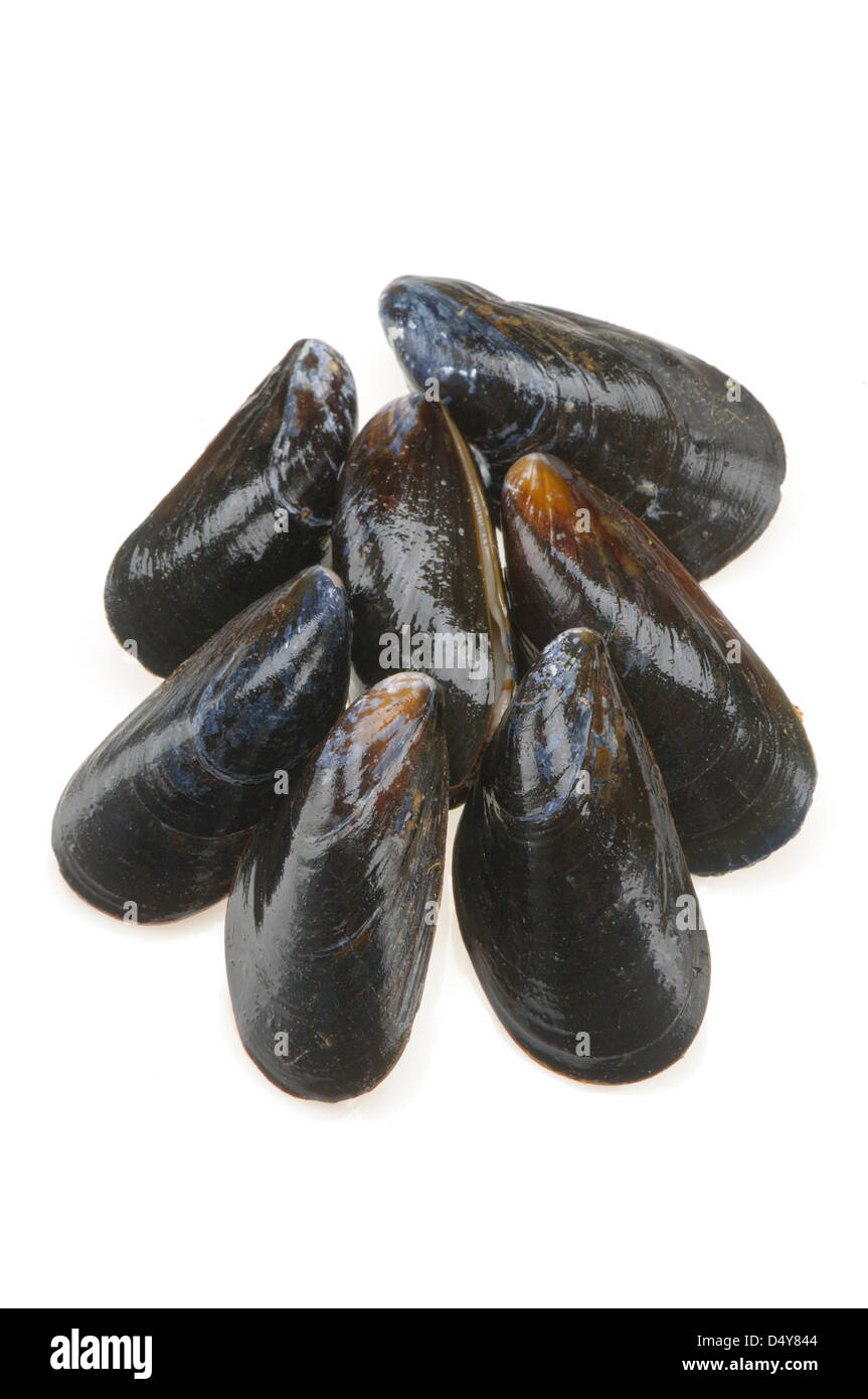 Edible bivalves hi-res stock photography and images - Alamy