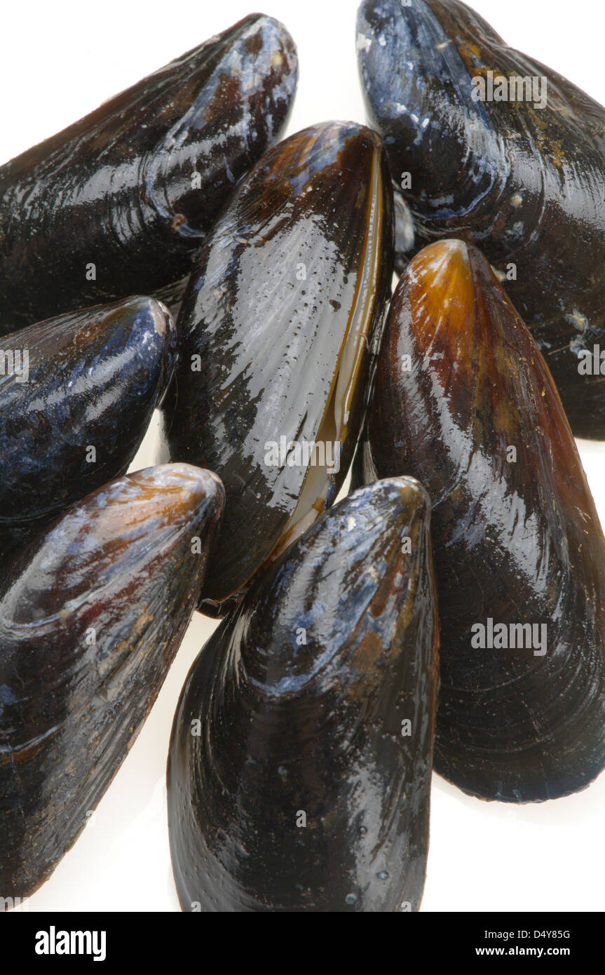 Edible bivalves hi-res stock photography and images - Alamy