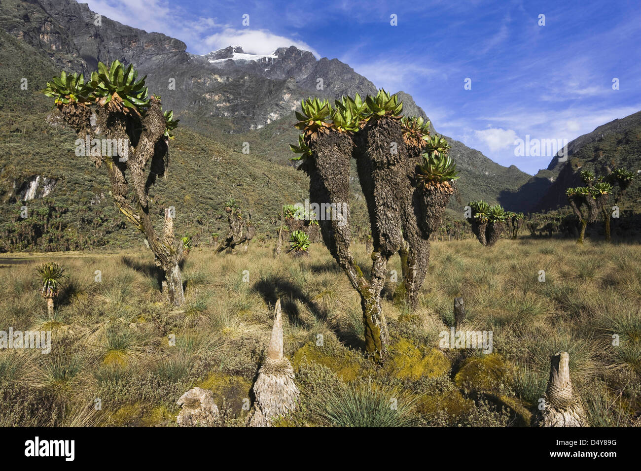 Rwenzori mountains hi-res stock photography and images - Alamy