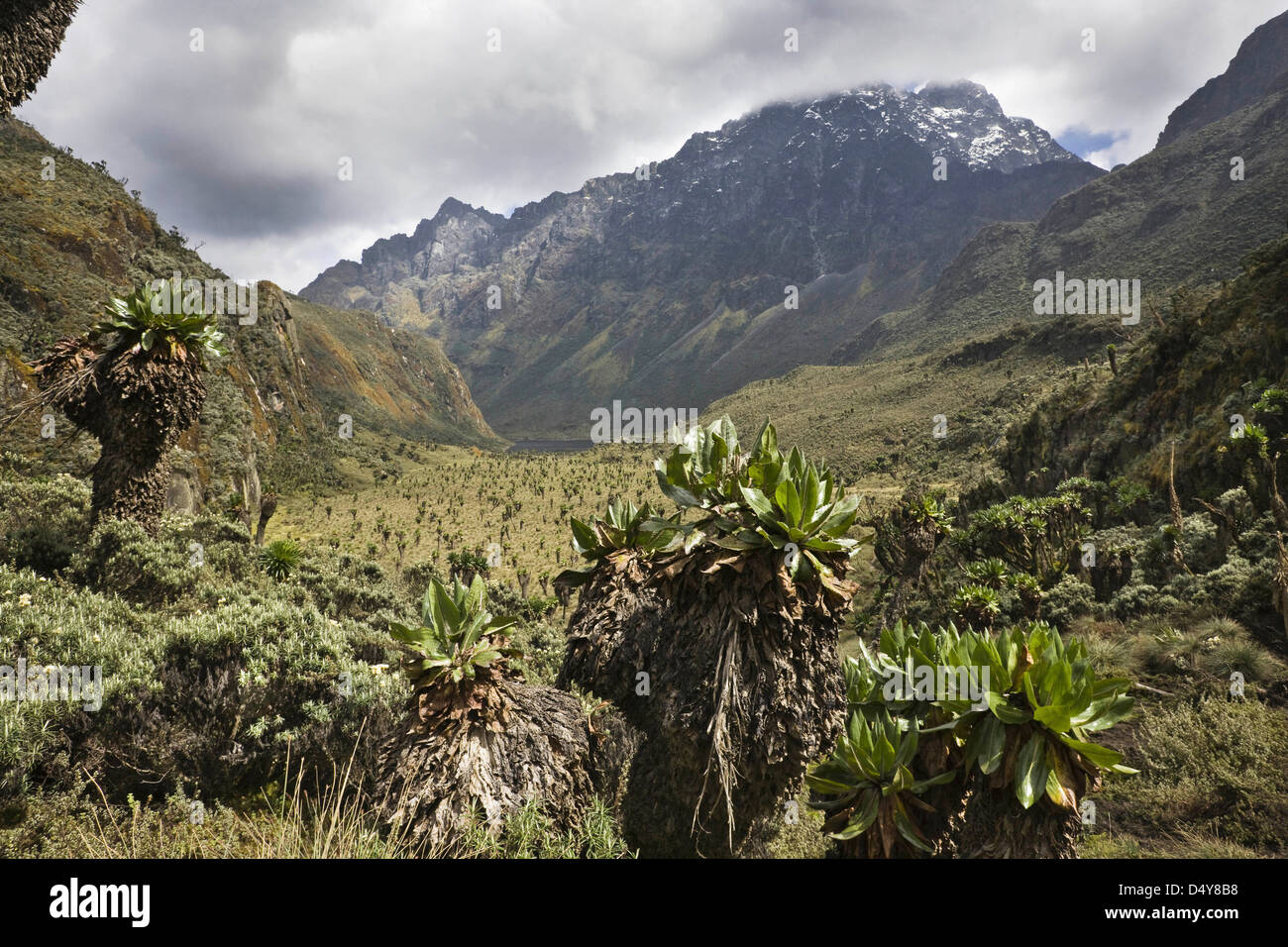 Rwenzori mountains hi-res stock photography and images - Alamy