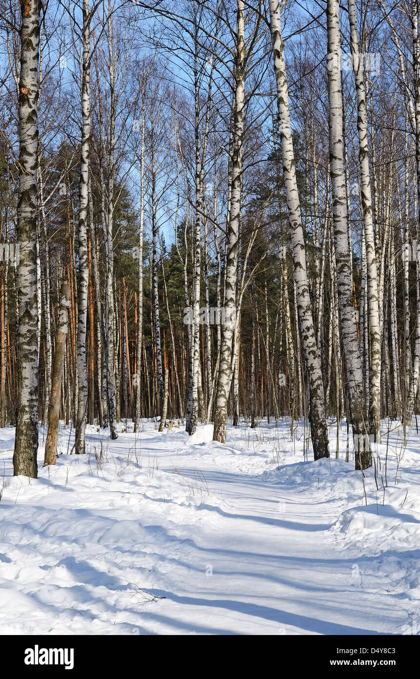 Birches in the winter park Stock Photo - Alamy