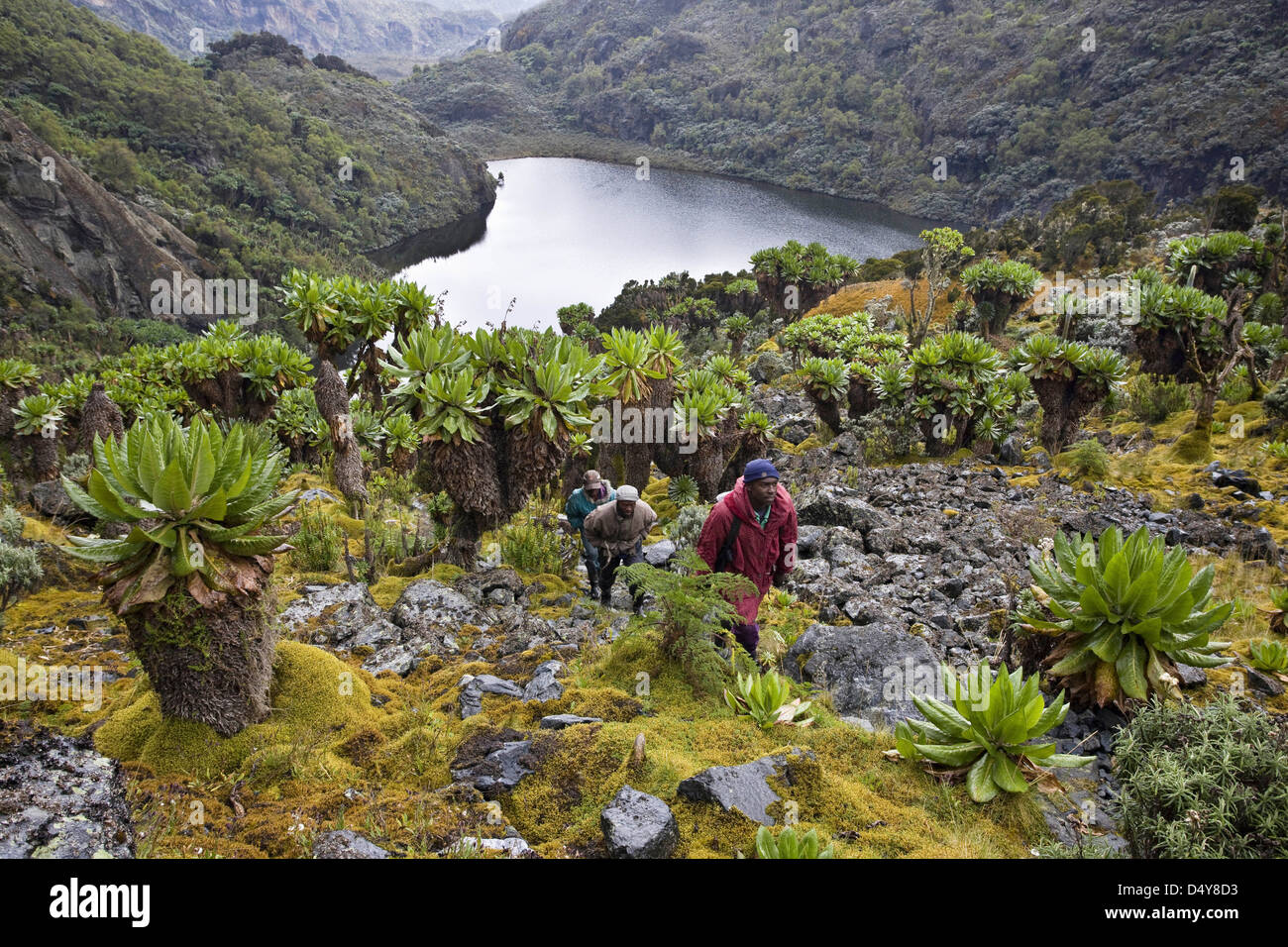 Albertine rift mountains hi-res stock photography and images - Alamy