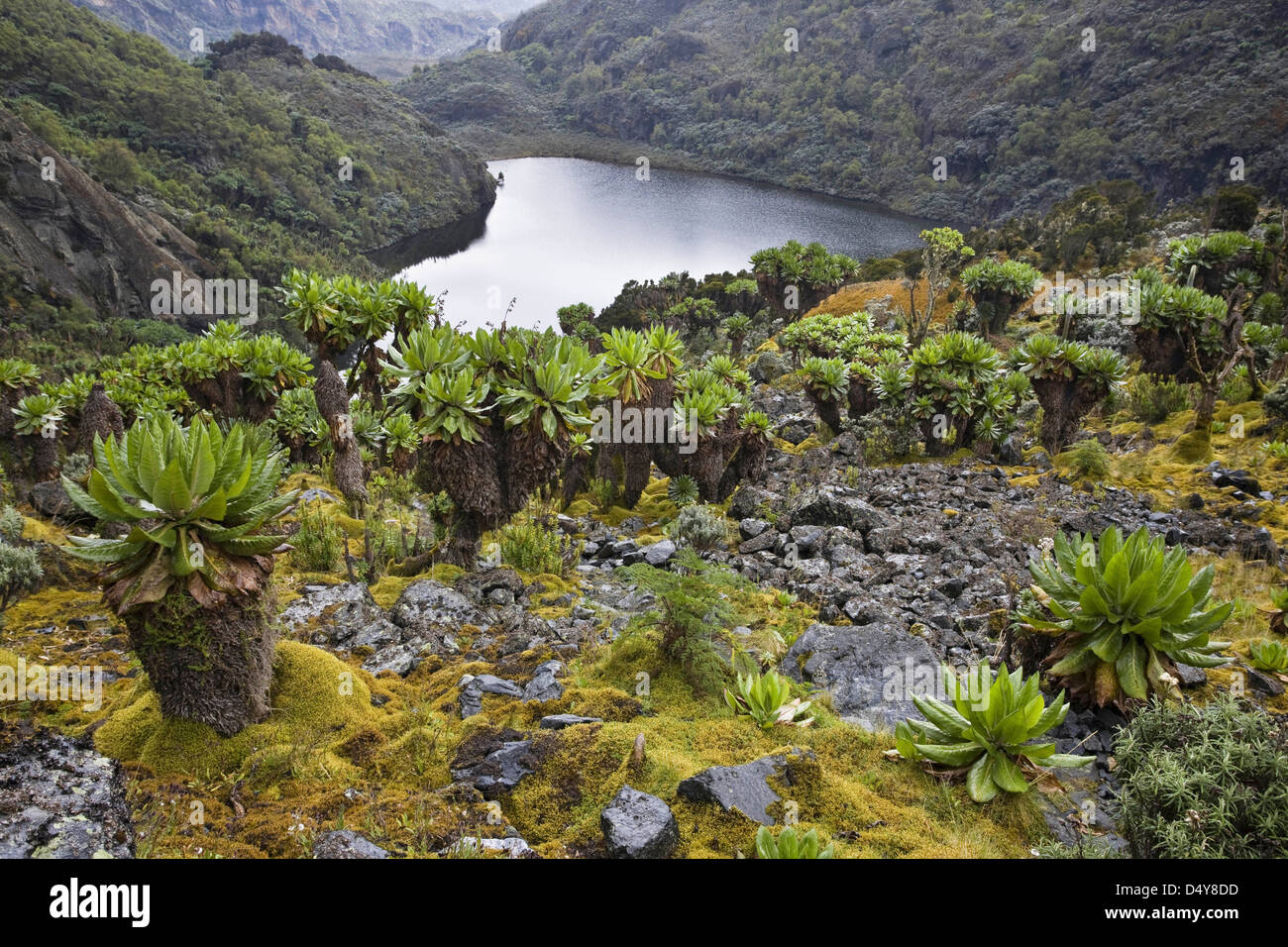 Rwenzori mountains hi-res stock photography and images - Alamy
