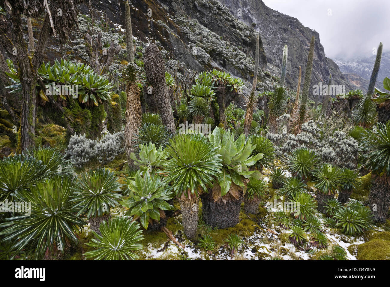 Ruwenzori Mountains Uganda High Resolution Stock Photography and Images ...