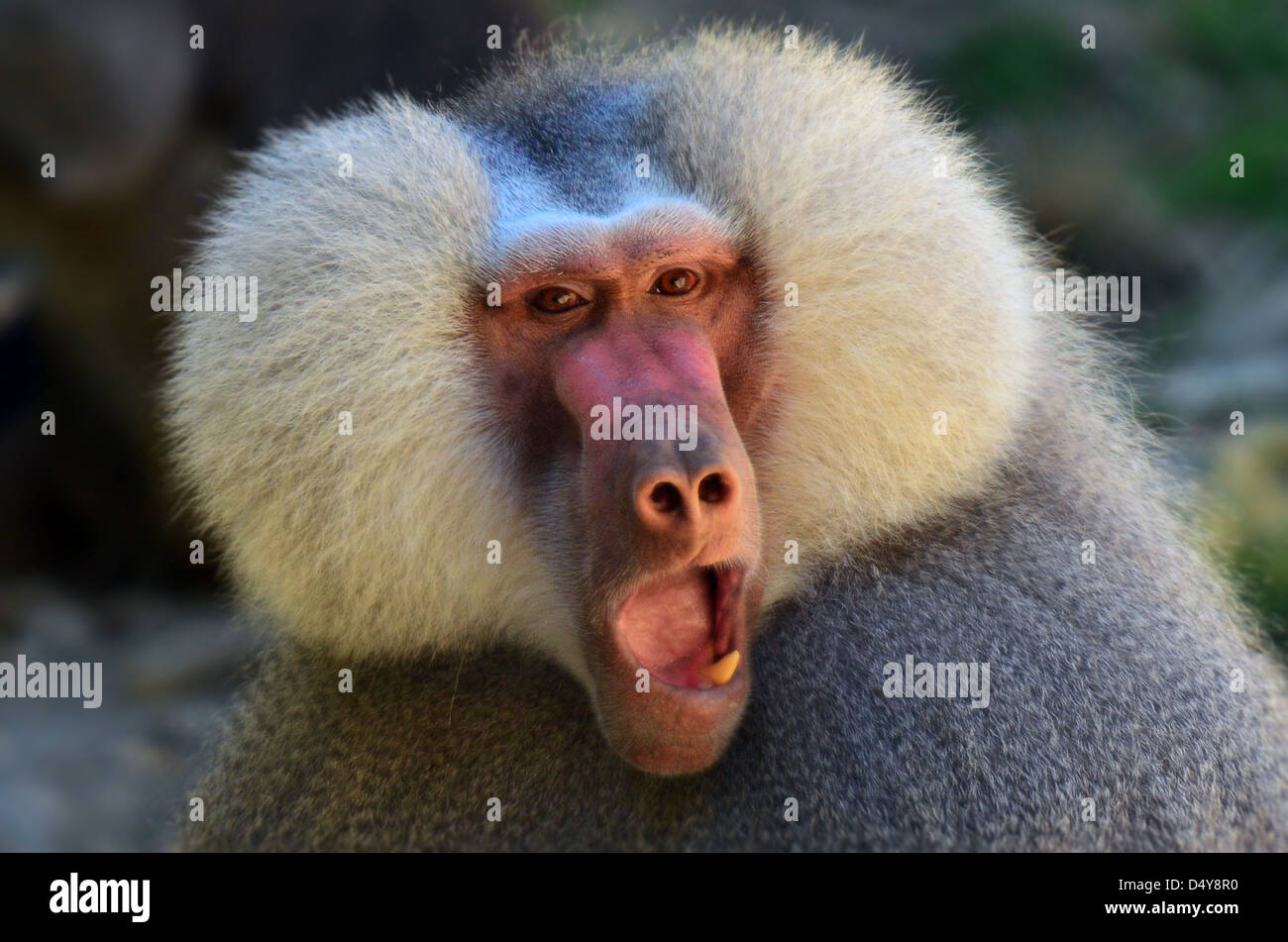 Baboon Face High Resolution Stock Photography and Images - Alamy