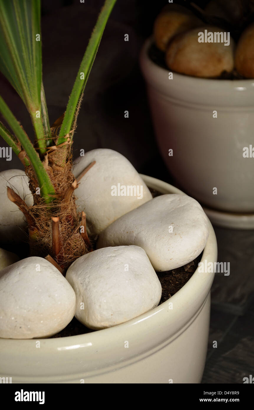 Palm tree in pot hi-res stock photography and images - Alamy
