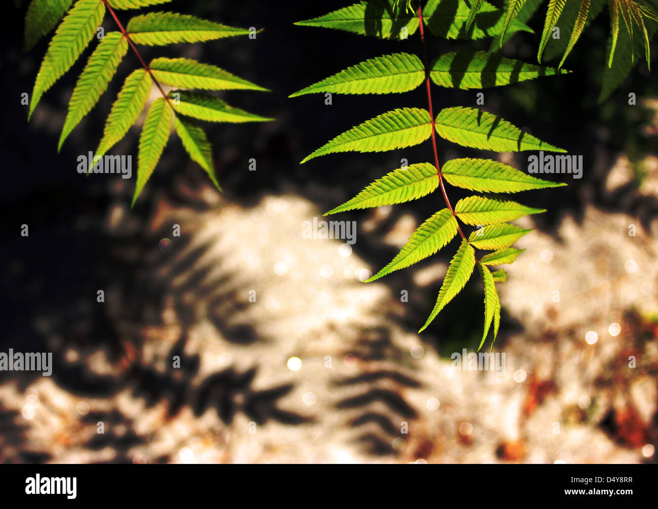 Shades of noon Stock Photo - Alamy