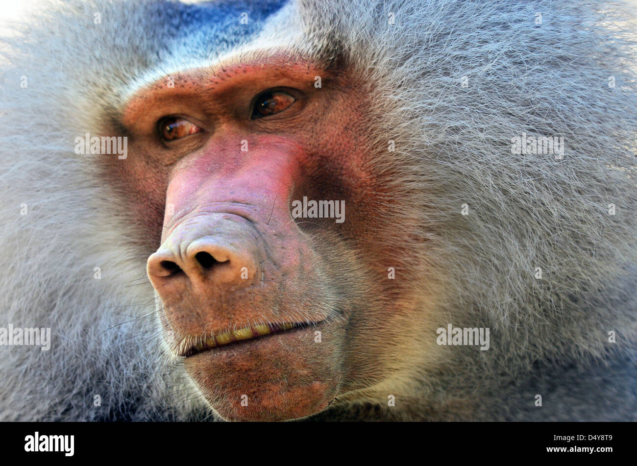 Baboon Nose High Resolution Stock Photography and Images - Alamy