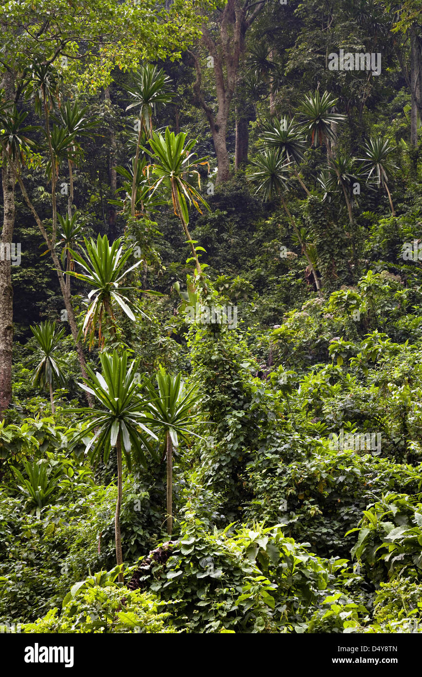 Albertine rift mountains hi-res stock photography and images - Alamy