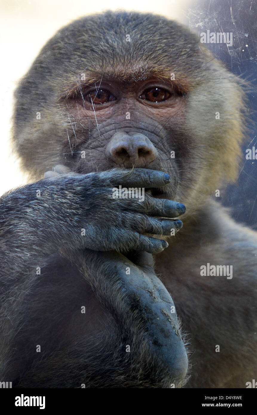Baboon Face High Resolution Stock Photography and Images - Alamy