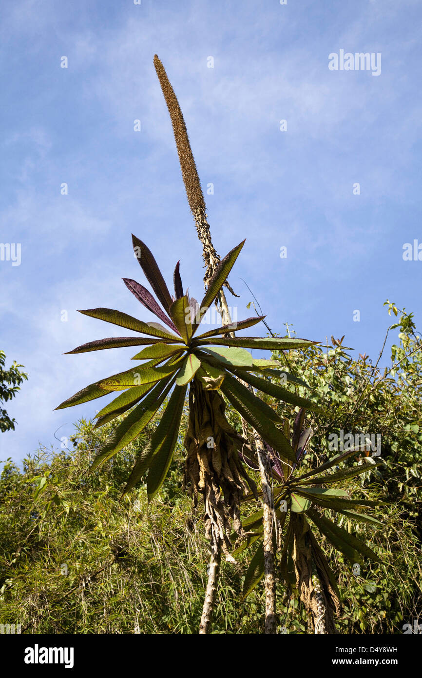 Rwenzori, Uganda. Forest Lobelia (Lobelia gibberoa) in the Mobuku ...