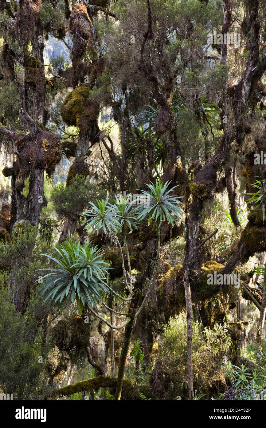 Giant lobelia hi-res stock photography and images - Alamy