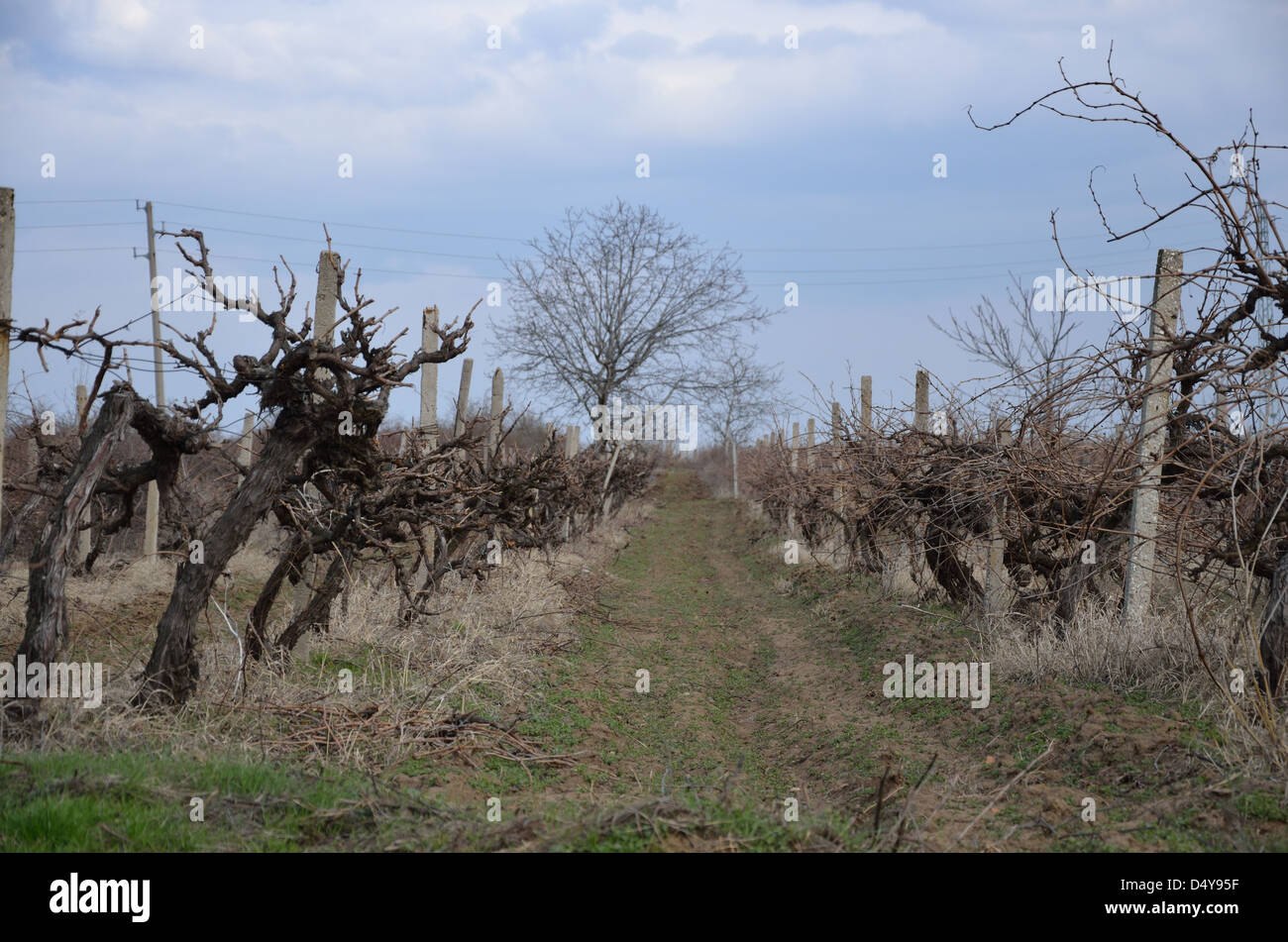 Vine rows in early spring Stock Photo - Alamy