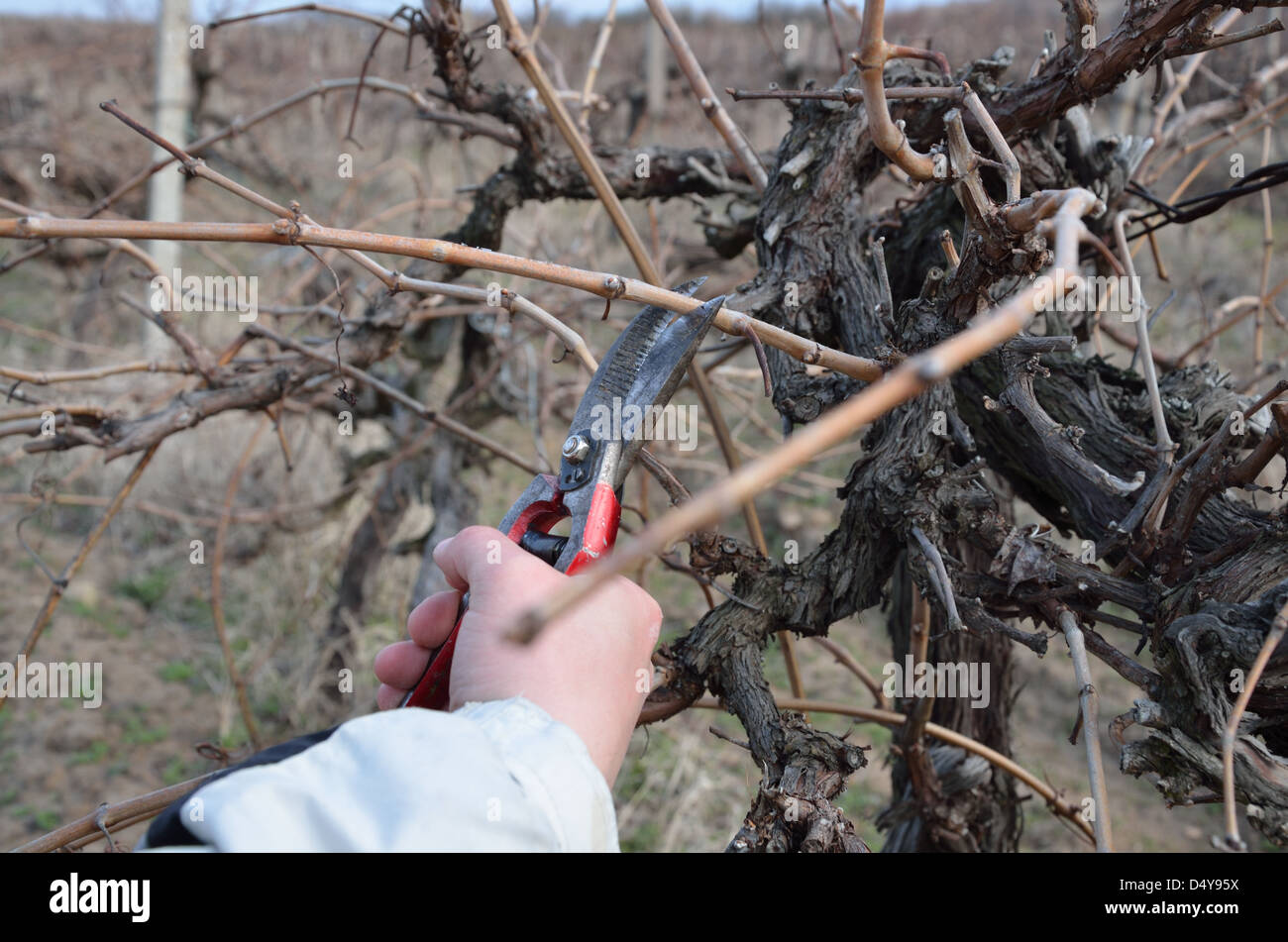 Pruning of vines hi-res stock photography and images - Alamy