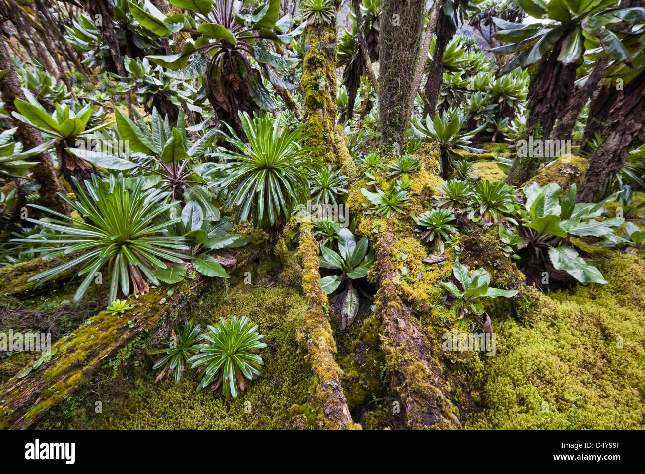 Dense forest with Senecias lobelia and moss in the Ruwenzori, Uganda ...
