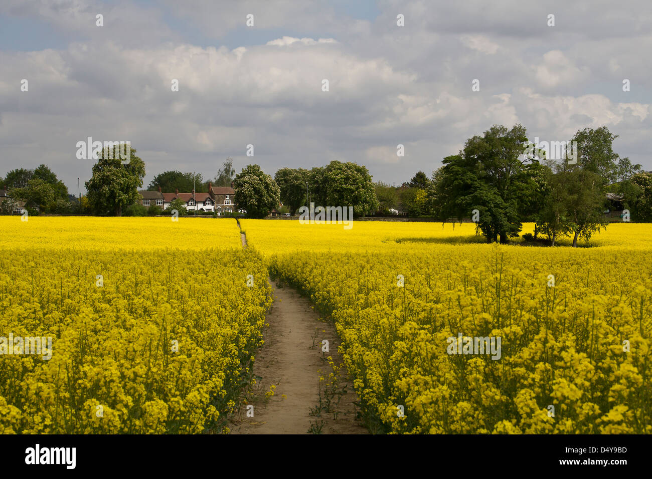 A lovely path through a vibrant field of Rapeseed Stock Photo - Alamy