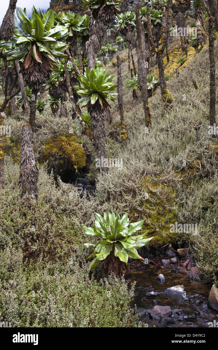 Senecienwald lights (Dendrosencio) in the Mogusu valley in Ruwenzori ...