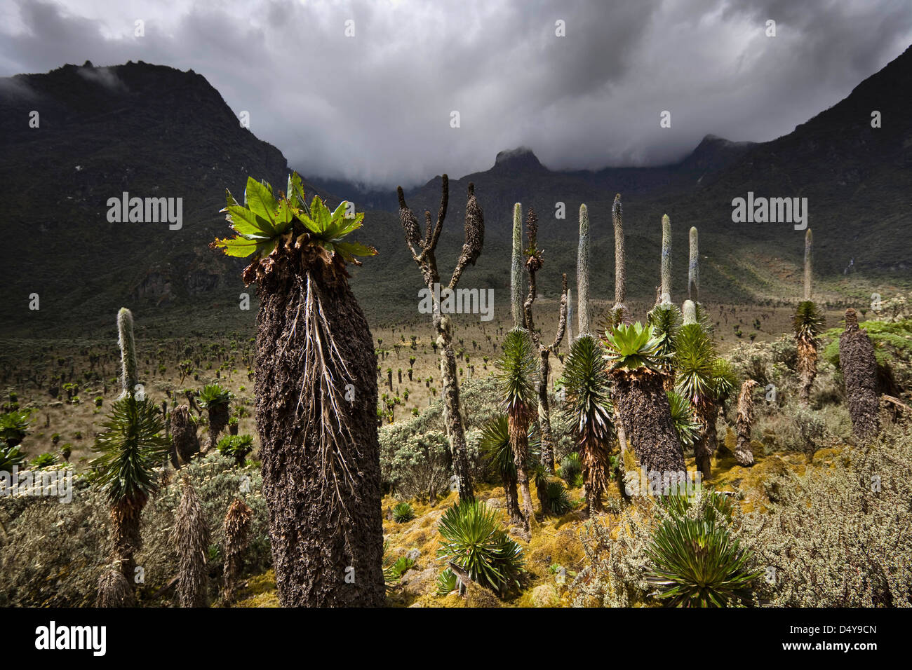 Ruwenzori mountains, uganda hi-res stock photography and images - Alamy