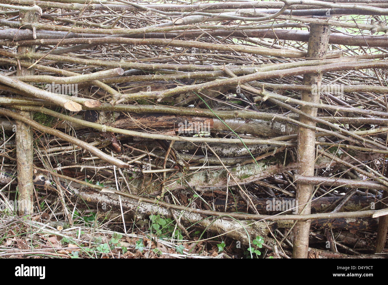 A traditionally laid hedge, made fence. an old way of making a secure ...