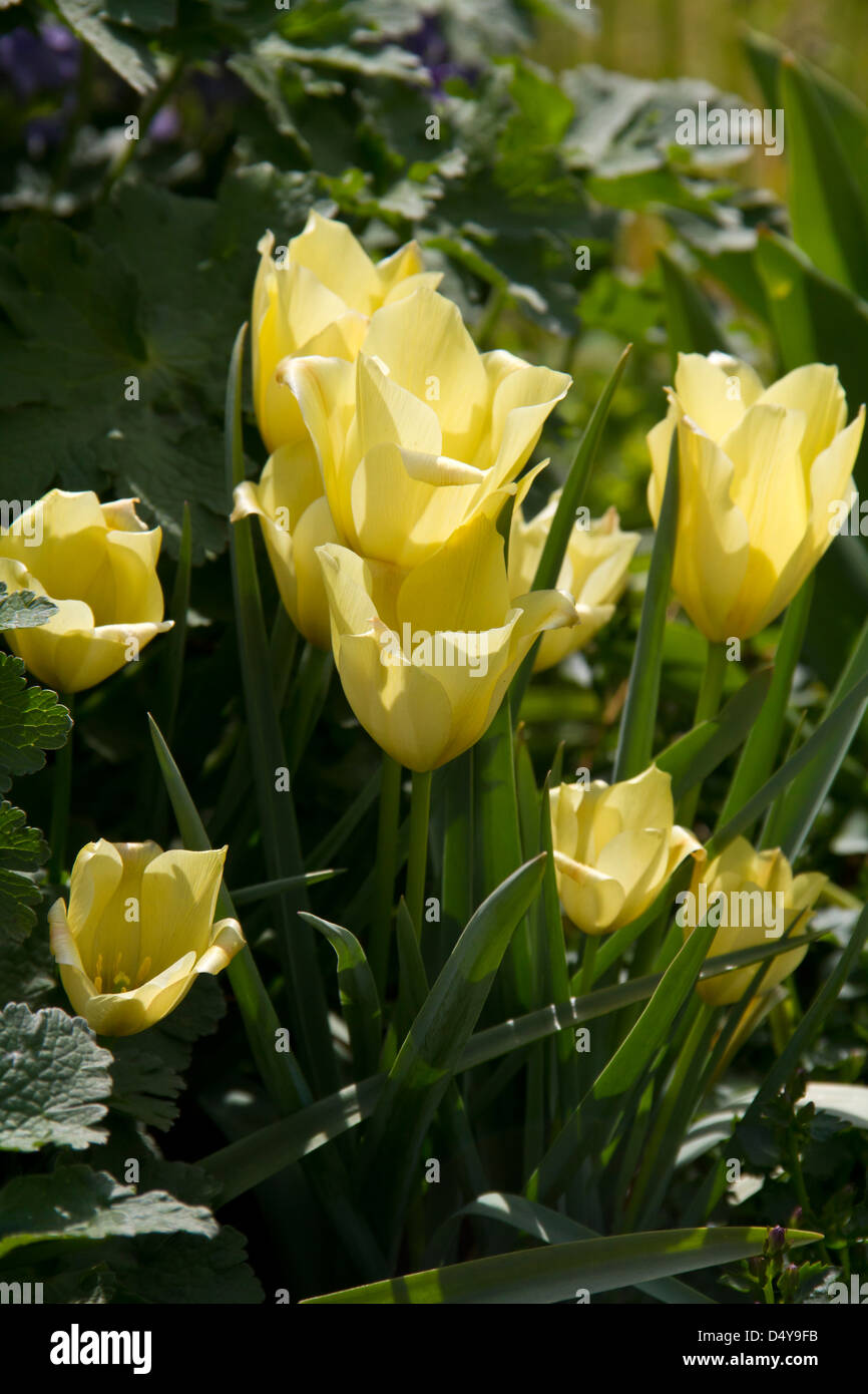Pale yellow tulips hi-res stock photography and images - Alamy