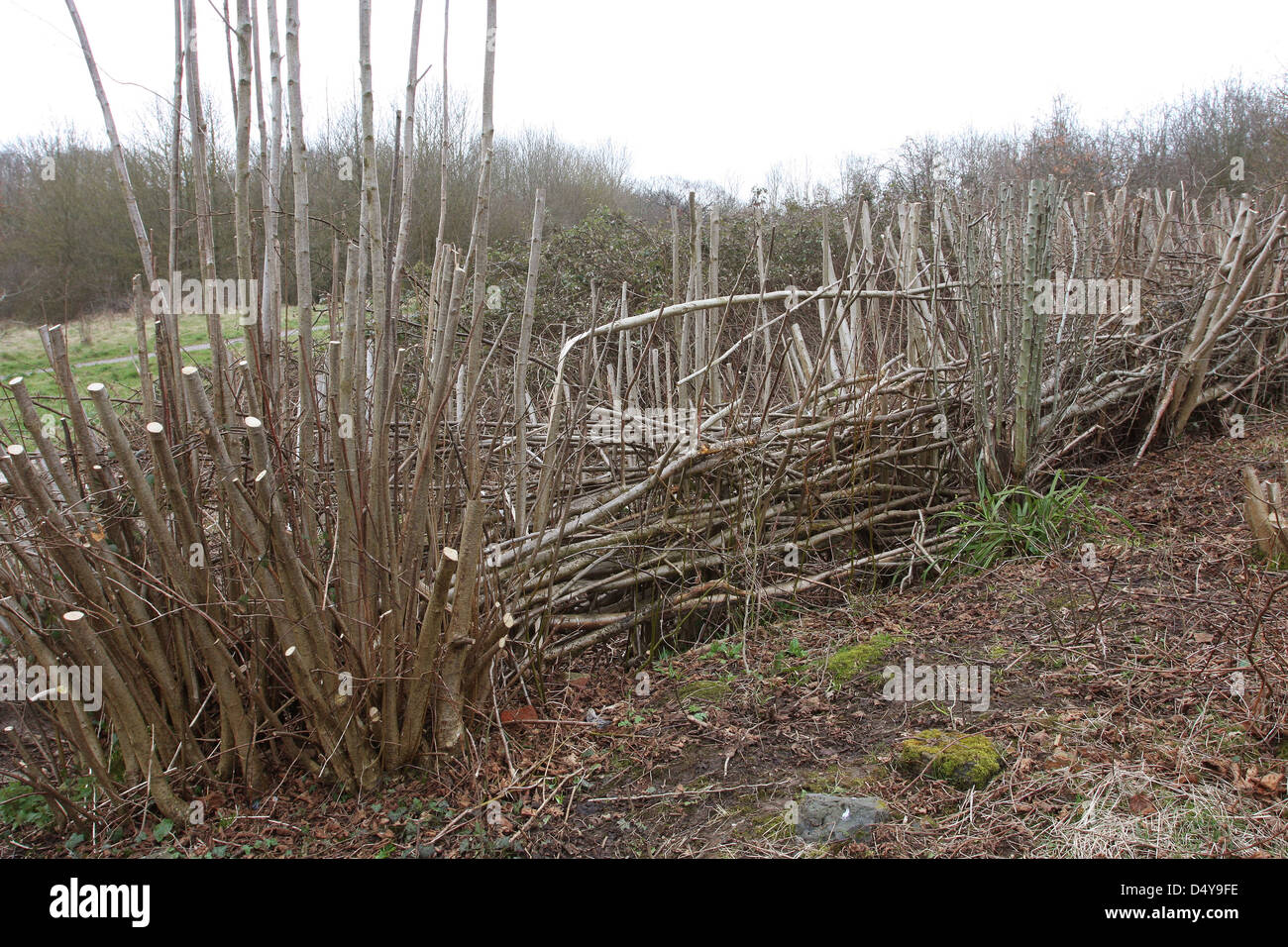 Making a hedge hi-res stock photography and images - Alamy