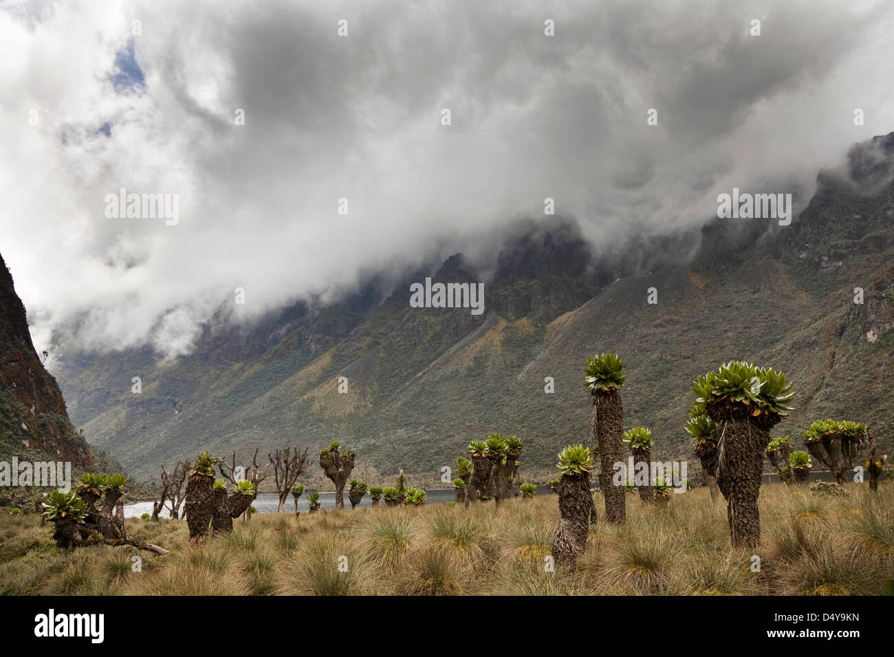 Afromontane forest hi-res stock photography and images - Alamy