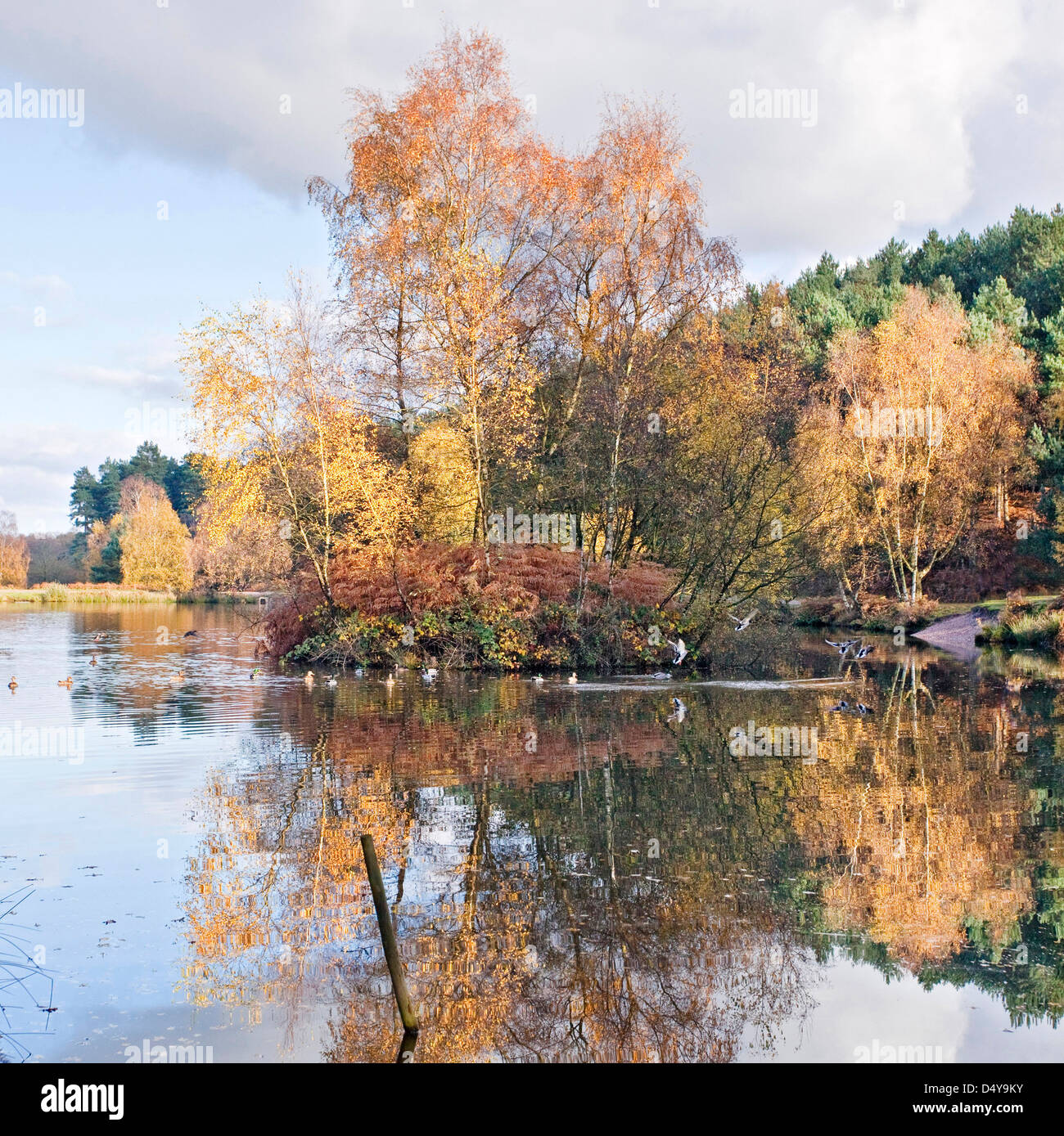 Fair Oak pool in late autumn Cannock Chase AONB (area of outstanding ...