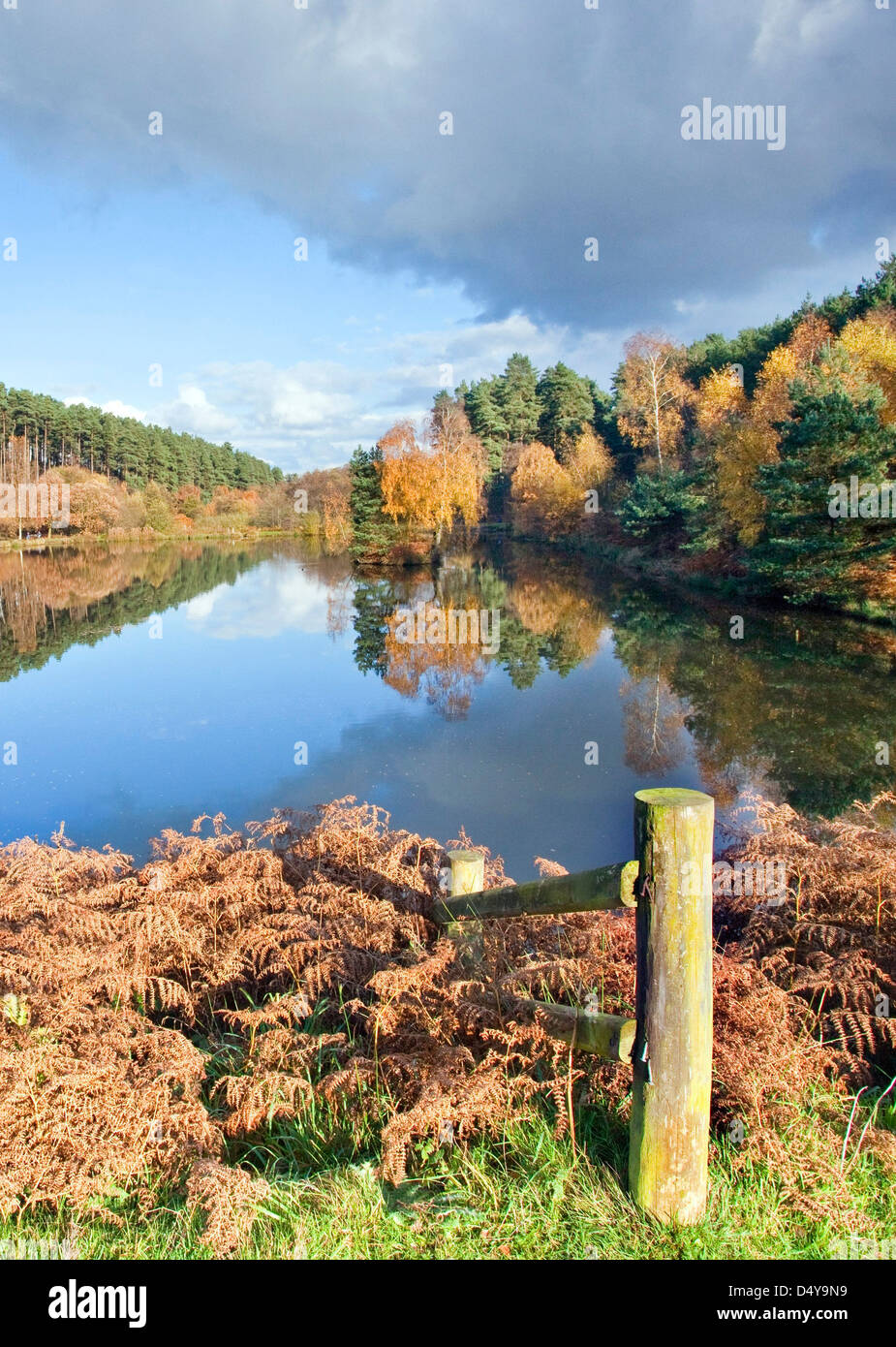Fair Oak pool in late autumn Cannock Chase AONB (area of outstanding ...