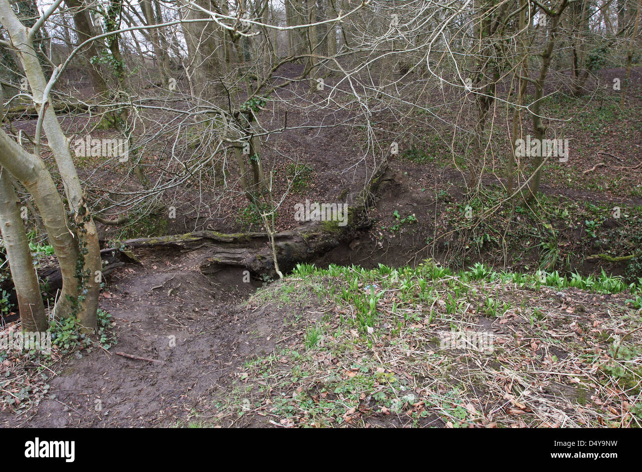 Tree across a river hi-res stock photography and images - Alamy