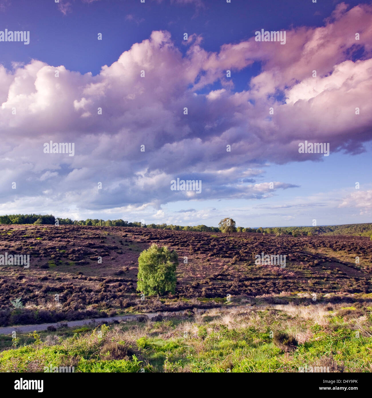 Path trees heathland hills on Cannock Chase Country Park AONB (area of ...