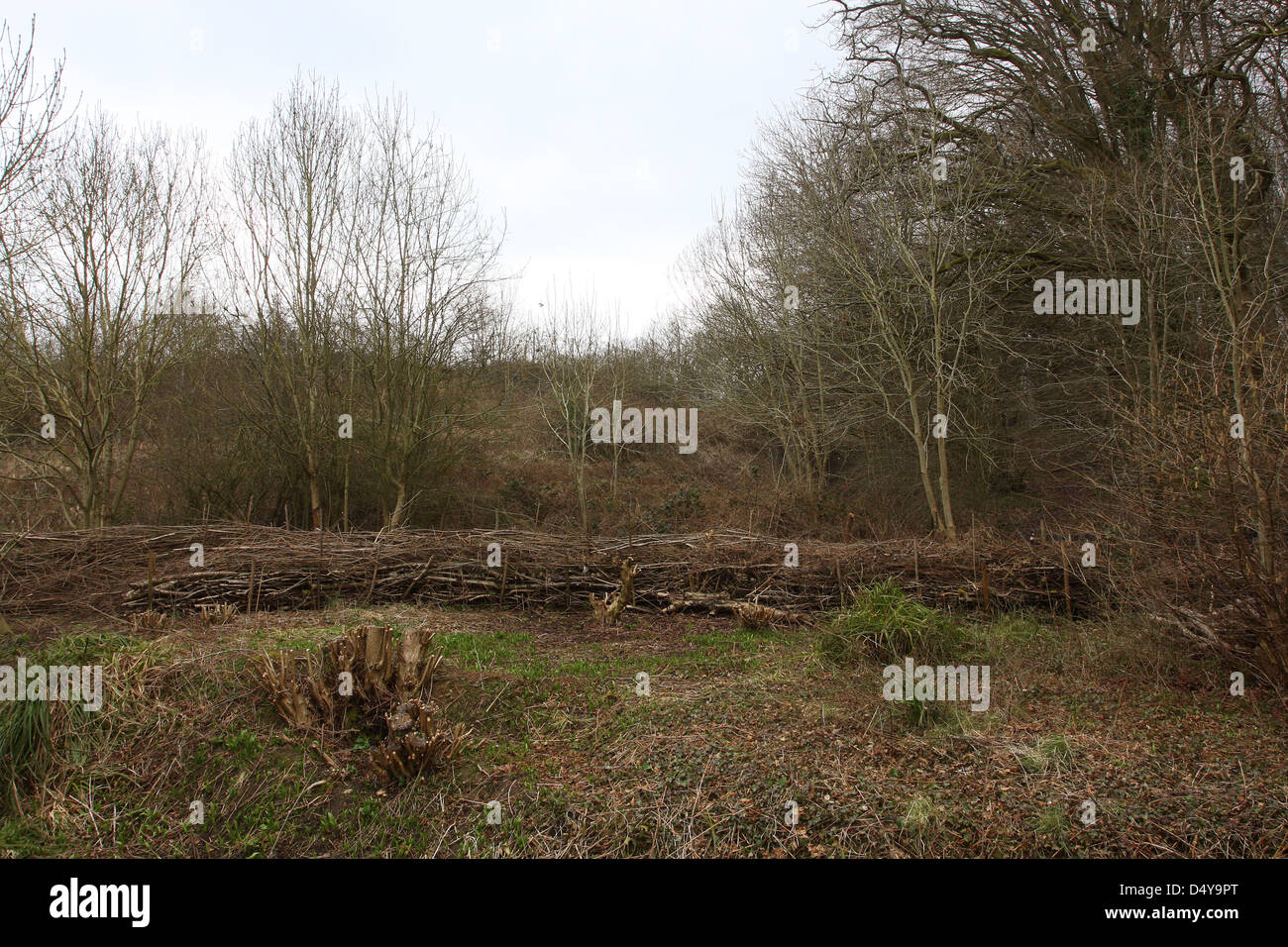 Laid hedge hi-res stock photography and images - Alamy