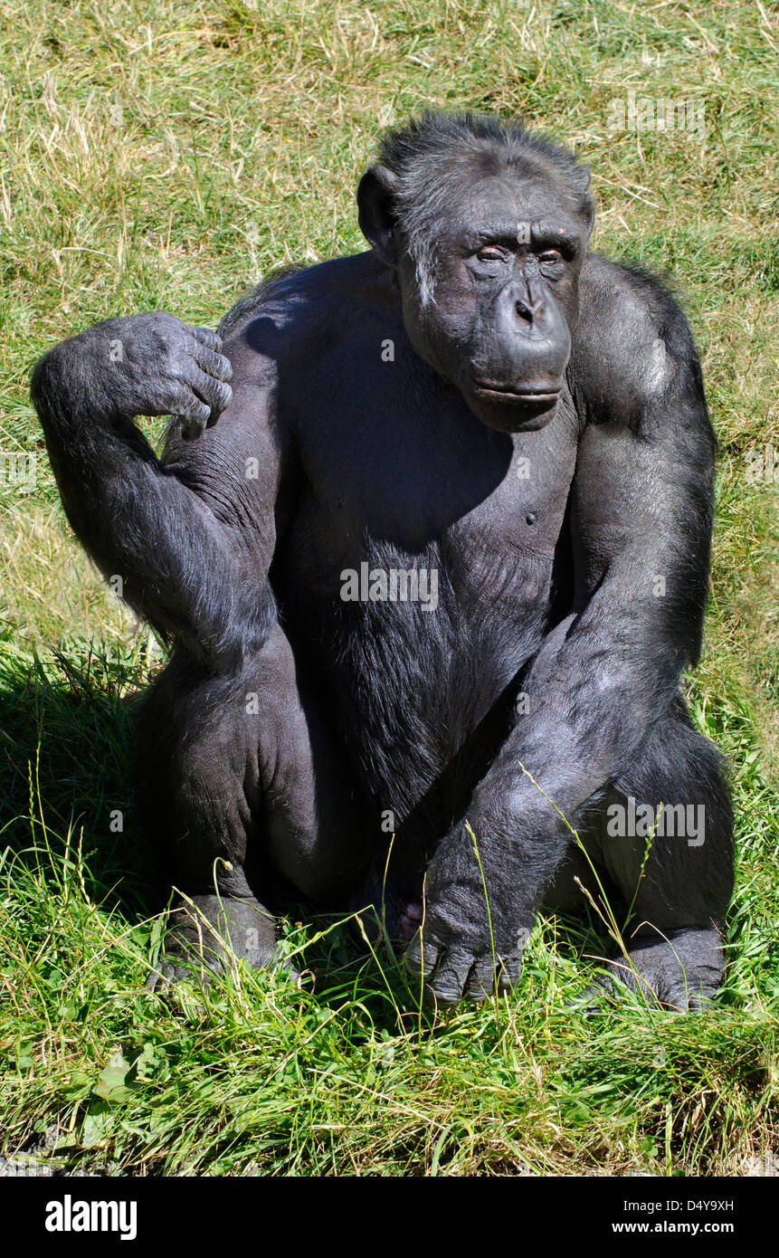 Bonobo Male Animal High Resolution Stock Photography and Images - Alamy