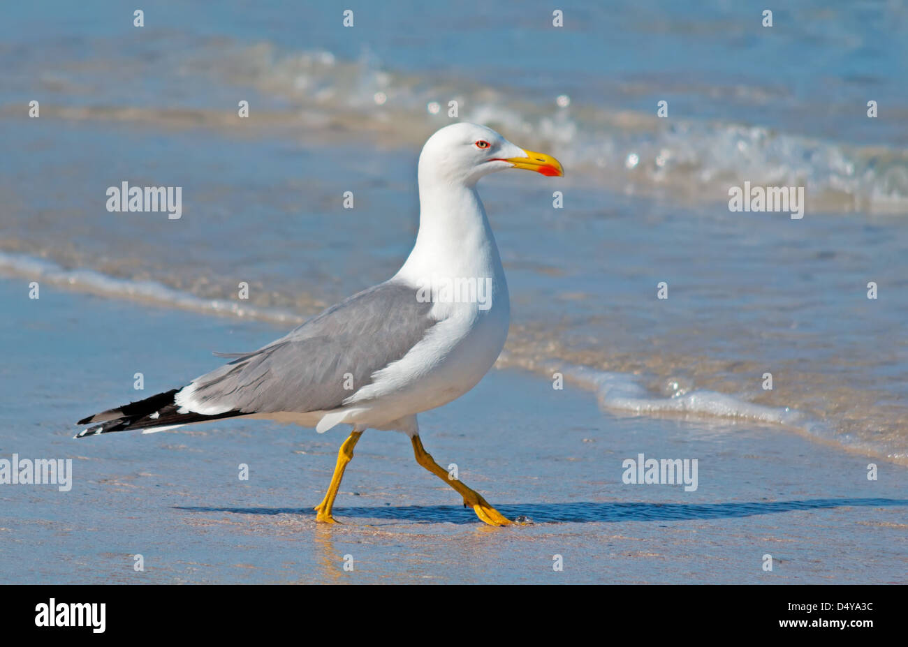 a seagull on the beach Stock Photo - Alamy