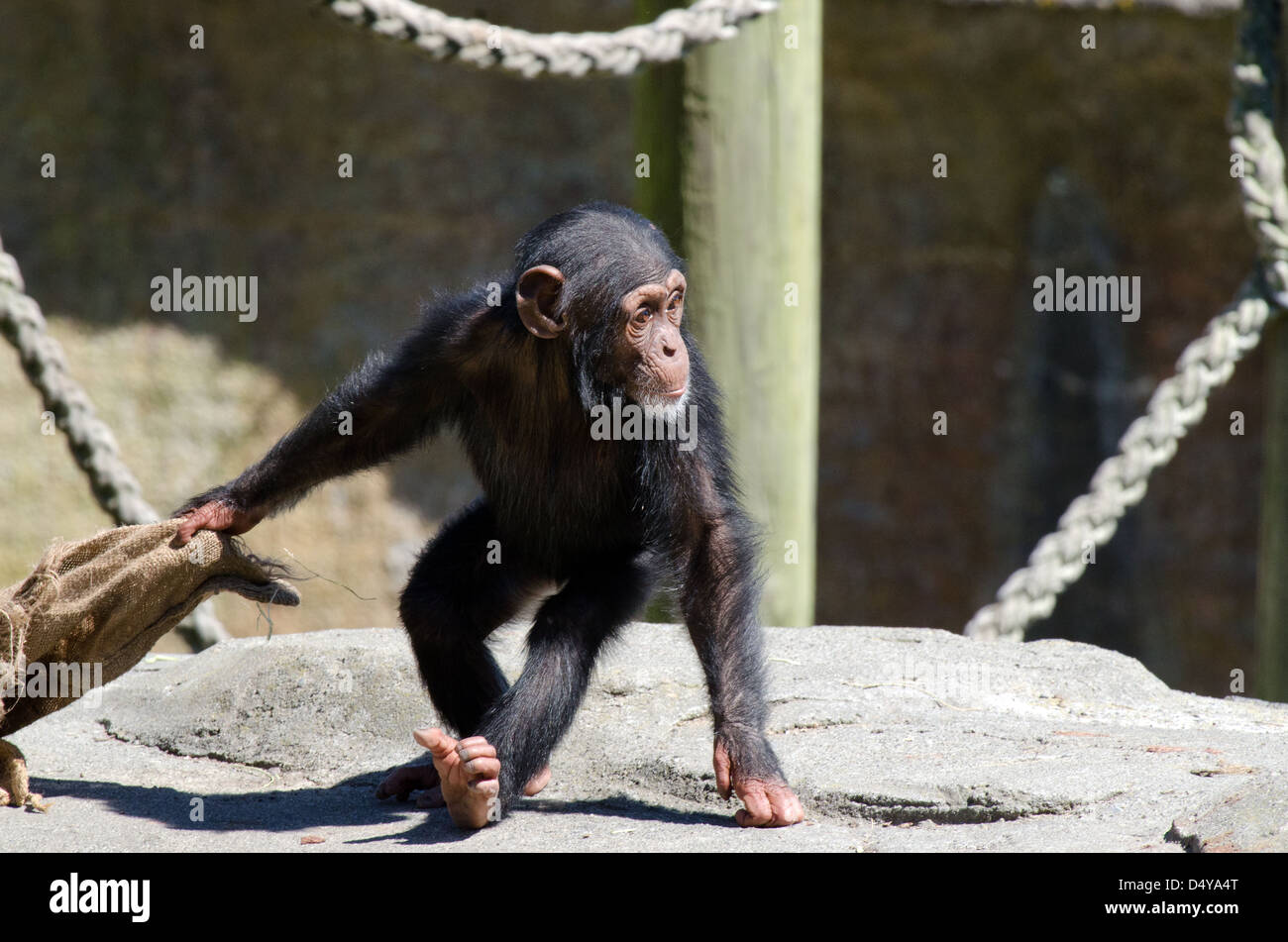 Chimpanzee Funny Face High Resolution Stock Photography and Images - Alamy