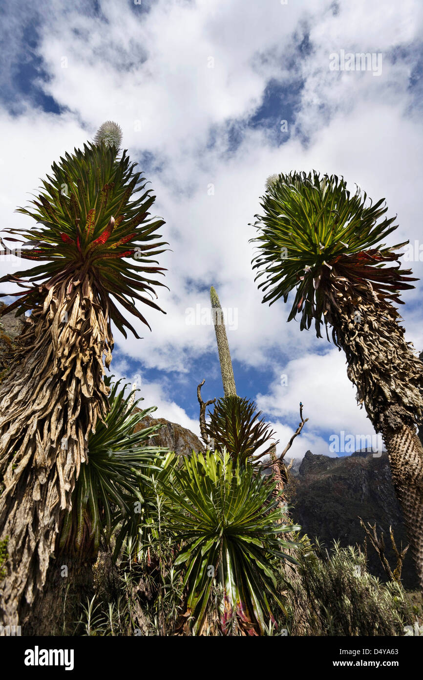 East Africa, Uganda, Upper Mobuku Valley, Rwenzori. Forest of Giant ...