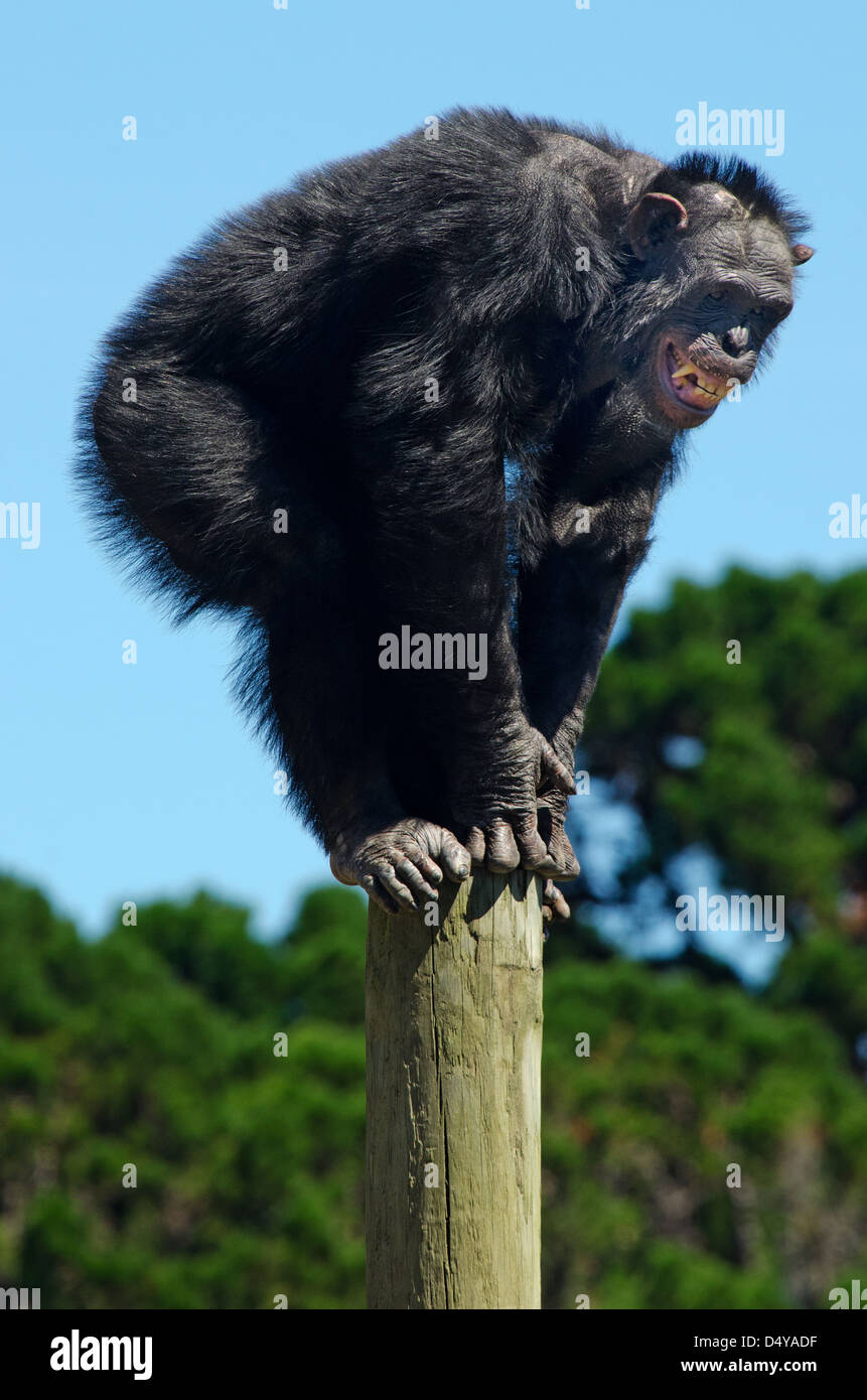 Male Chimpanzee Mouth Open High Resolution Stock Photography and Images ...
