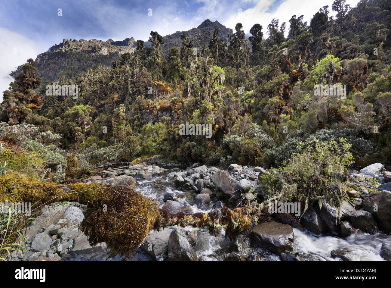 Albertine rift mountains hi-res stock photography and images - Alamy