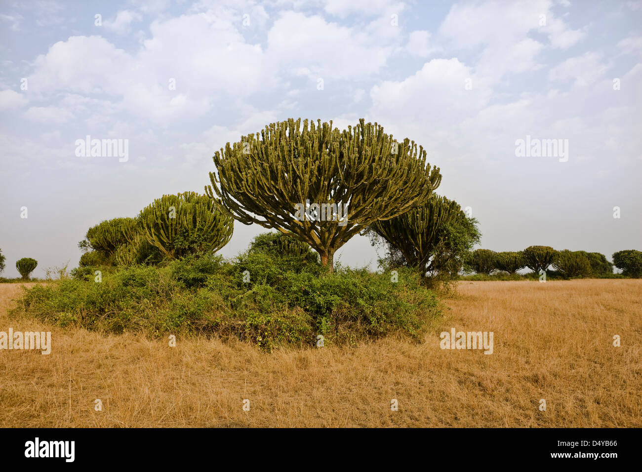 Landscape in the Queen Elizabeth National Park in Uganda Stock Photo ...