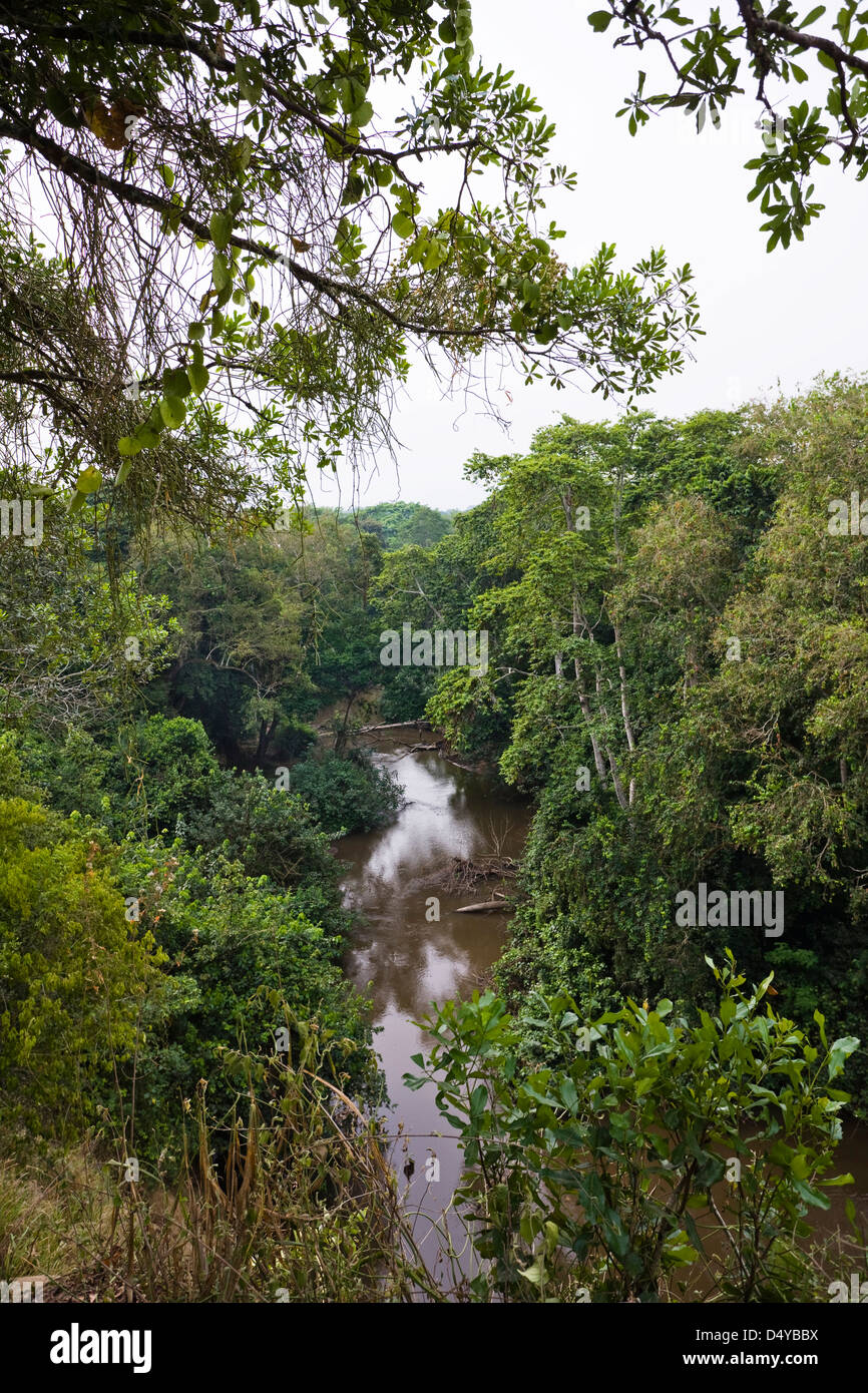 Landscape of tropical riparian forest with river at Kyambura Gorge in ...