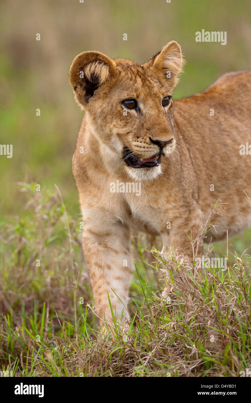 lion (Panthera leo) in the Queen Elizabeth National Park, Uganda Stock ...