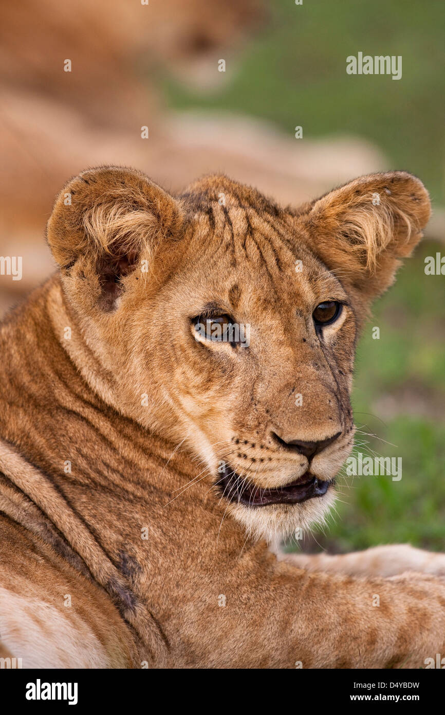 Elizabeth martin hi-res stock photography and images - Alamy