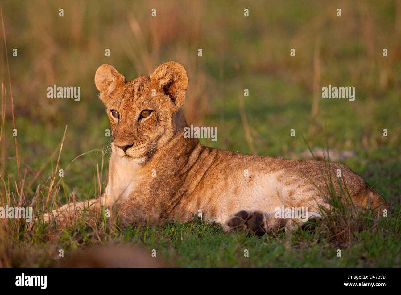 Young lion (Panthera leo) in the Queen Elizabeth National Park, Uganda ...