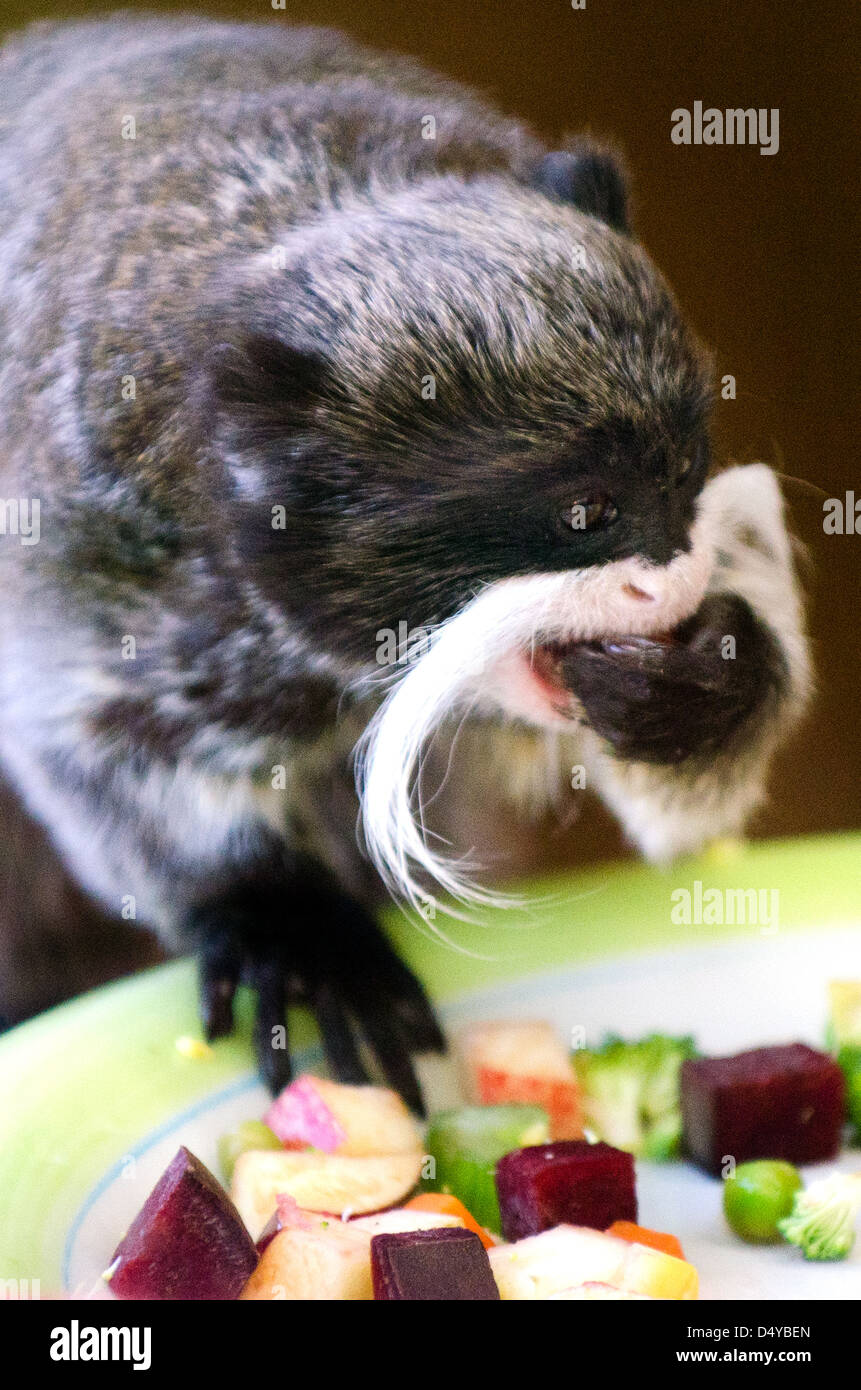 Emperor Tamarin High Resolution Stock Photography and Images - Alamy