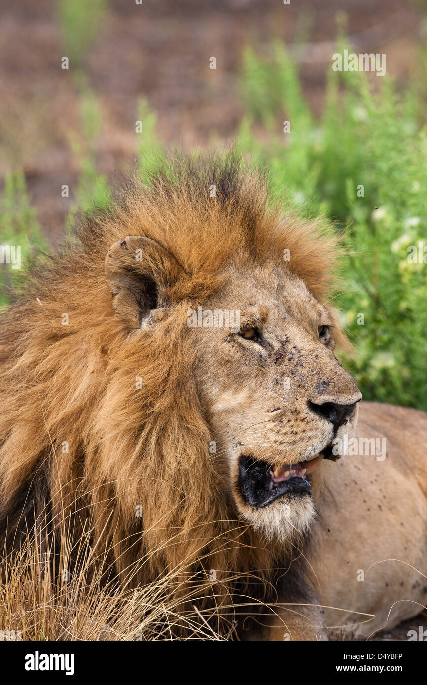 Lion (Panthera leo) in the Queen Elizabeth National Park, Ishasha ...