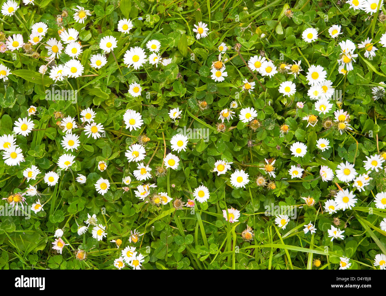 Colorful daisies in nature hi-res stock photography and images - Alamy