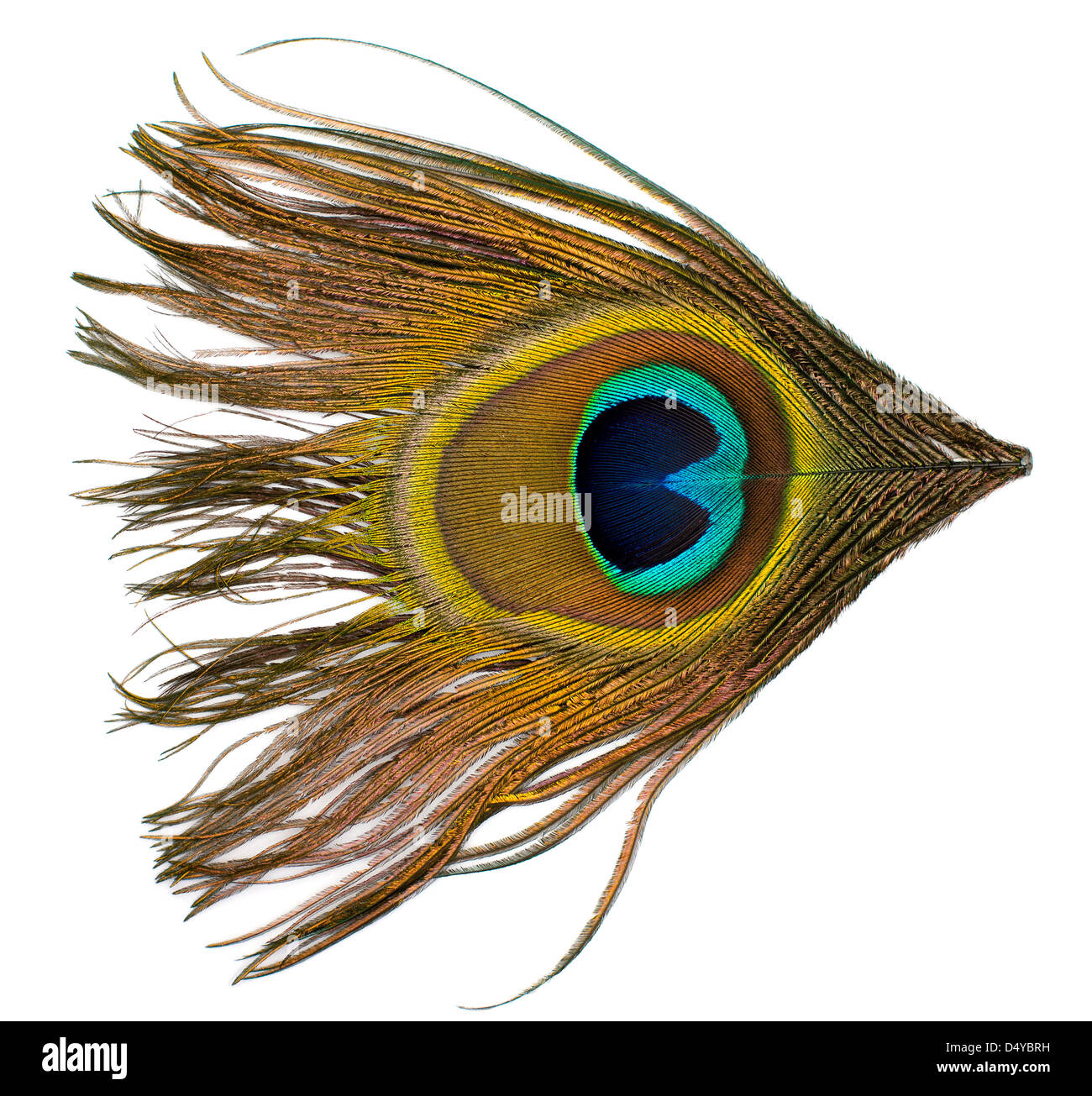 Peacock feather design hi-res stock photography and images - Alamy