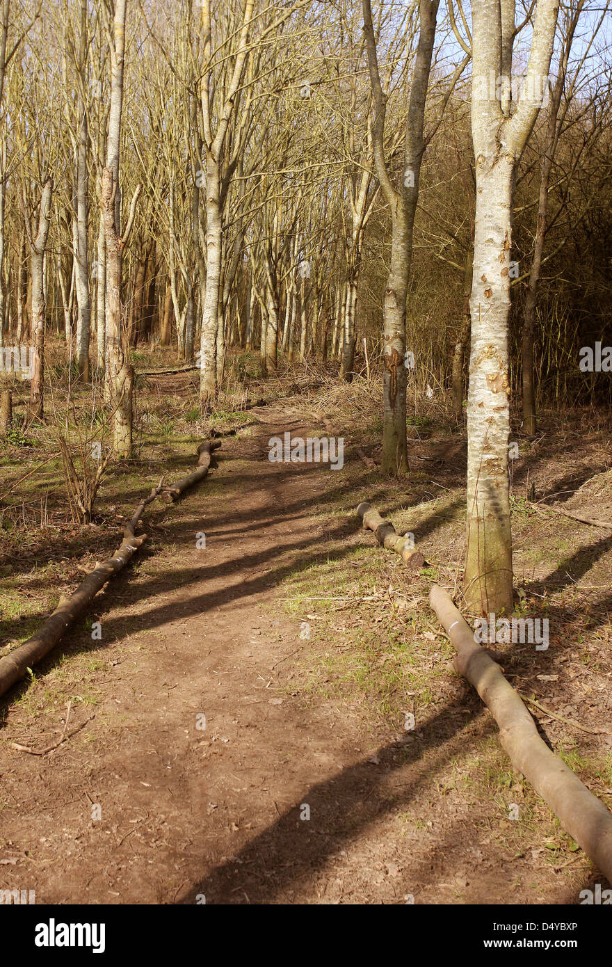 Wood with young trees hi-res stock photography and images - Alamy