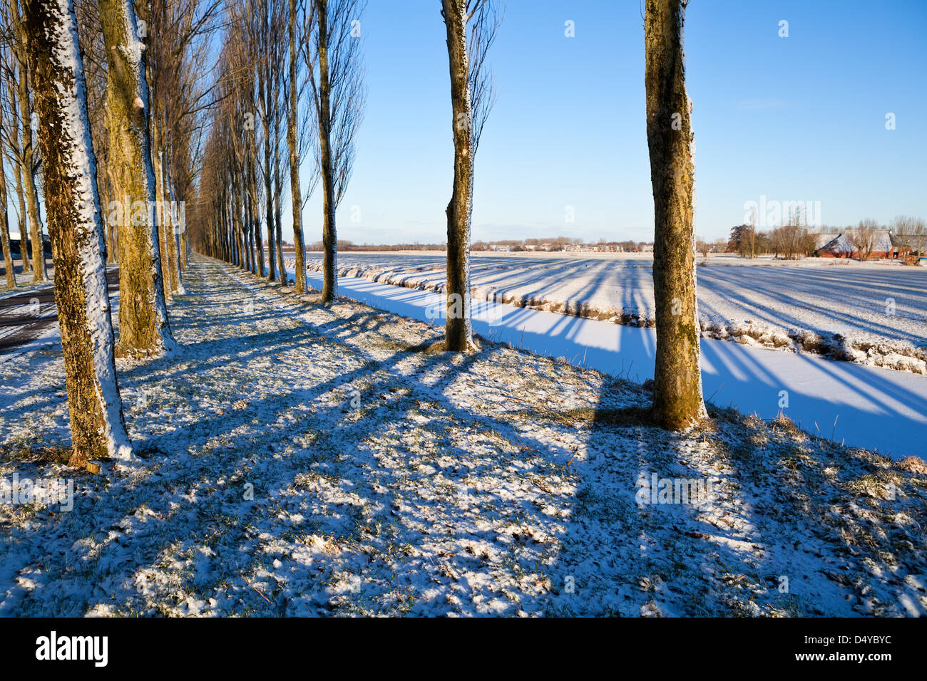 striped shadows from trees in winter Stock Photo - Alamy