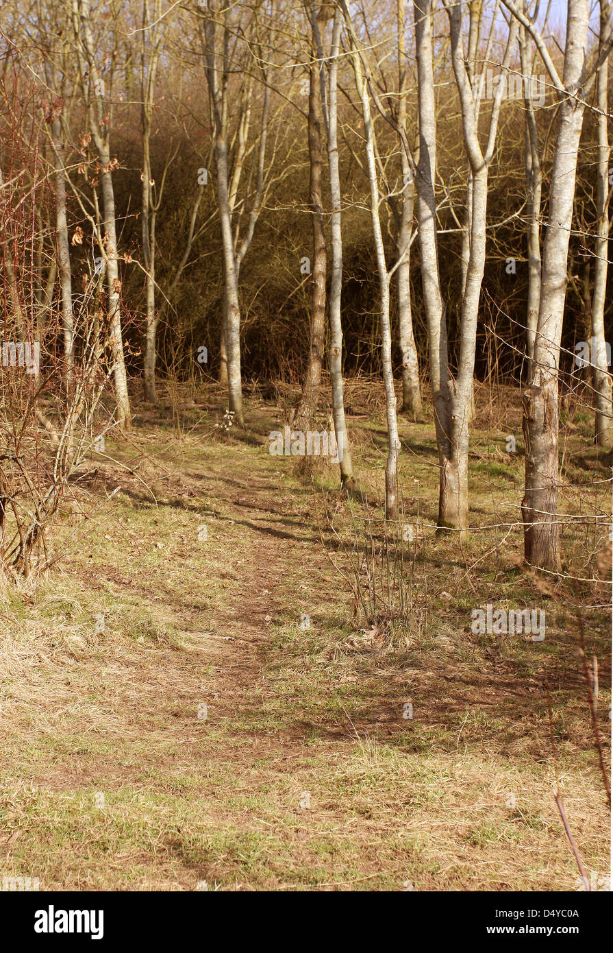 Spring woodland path with young trees Stock Photo - Alamy